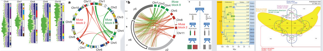 The genome sequence of banana – Molecular cytogenetics, genome ...