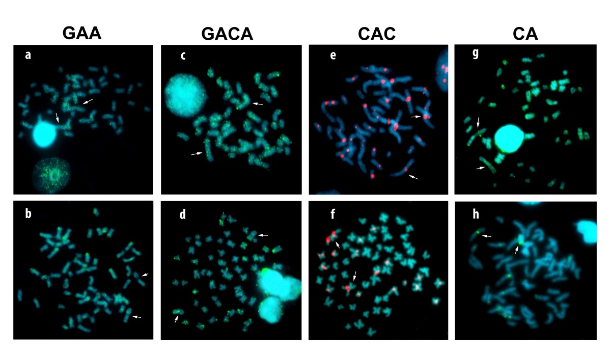 Repetitive DNA in the catfish genome- rDNA, microsatellites, and Tc1 ...